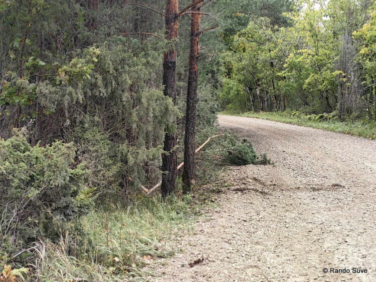 Foto: Rando Suve - Ralli.ee